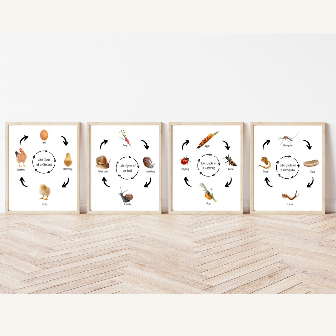 Shop Life Cycle Posters & Cards at MontessoRu | MontessoRu