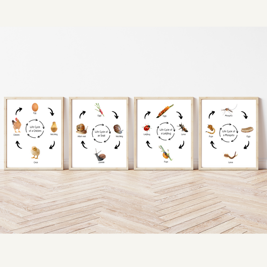 Shop Life Cycle Posters & Cards at MontessoRu | MontessoRu