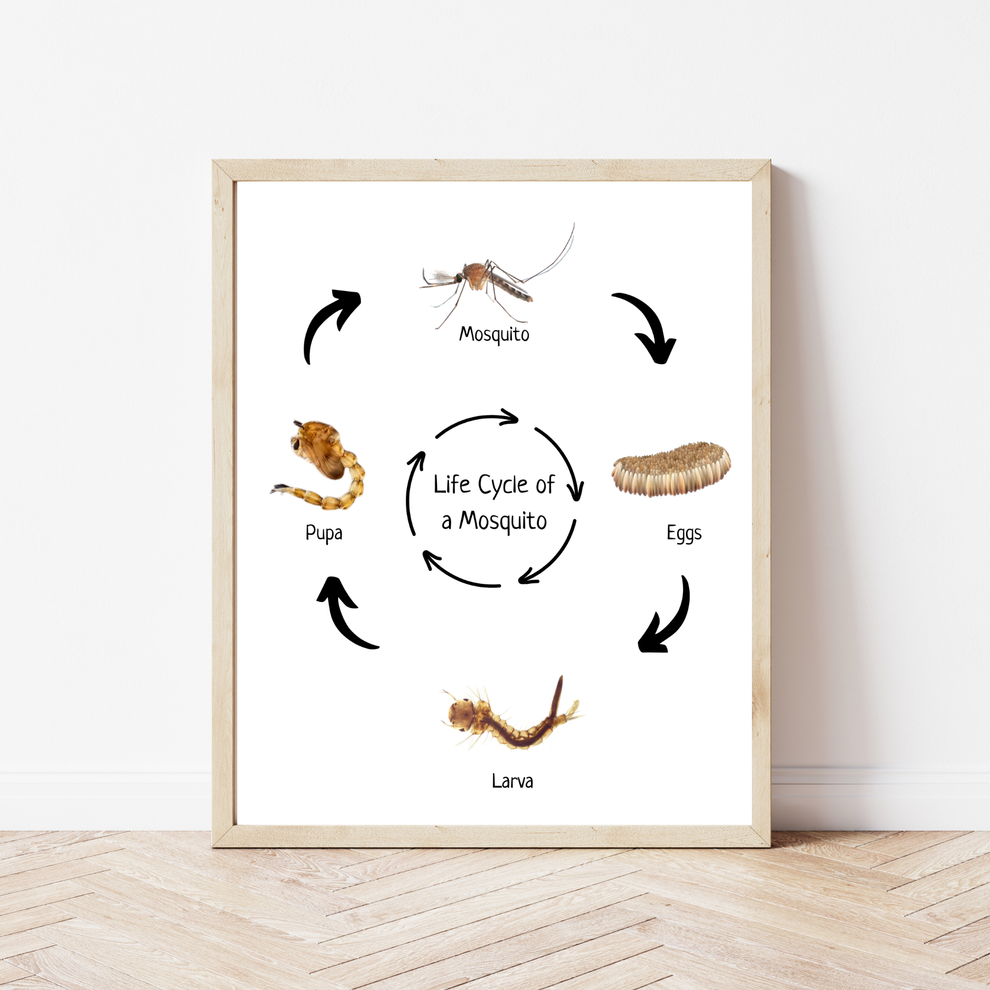 Life Cycle of a Mosquito, Montessori Educational Poster, Science Poster ...
