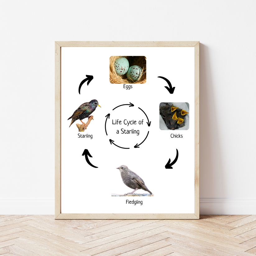 Life Cycle of a Sterling, Bird Life Cycle, Educational Poster, Science ...