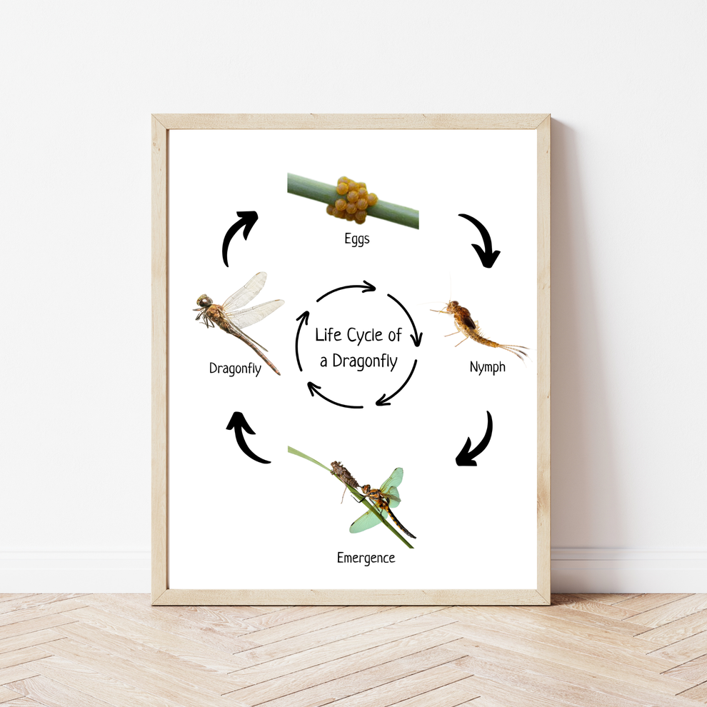 Montessori Life Cycle of a Dragonfly, Educational Poster, Science ...