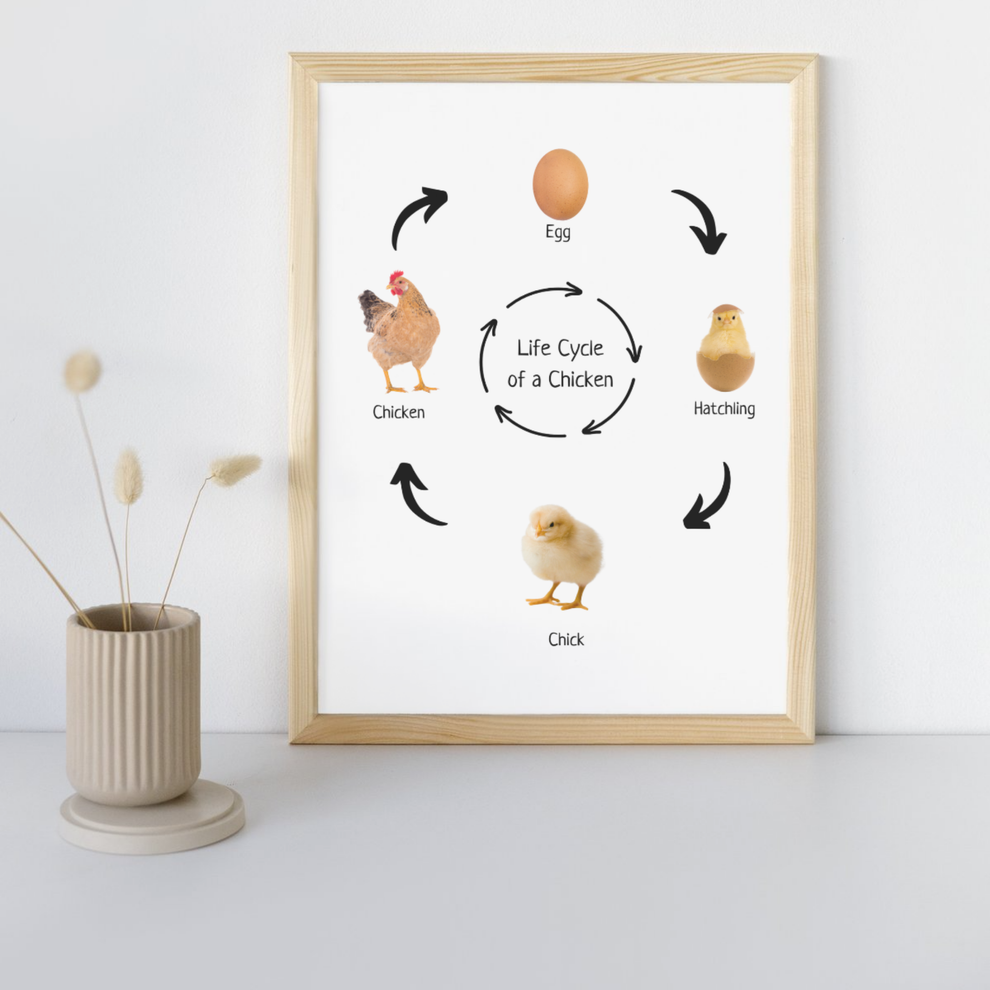 Life Cycle of a Chicken, Montessori Educational Poster, Homeschool ...